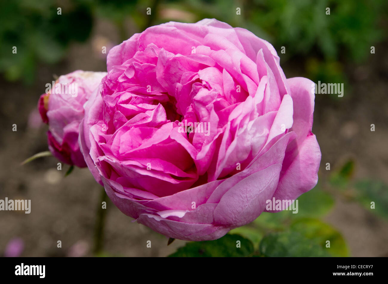 Rosa buschrose -Fotos und -Bildmaterial in hoher Auflösung – Alamy