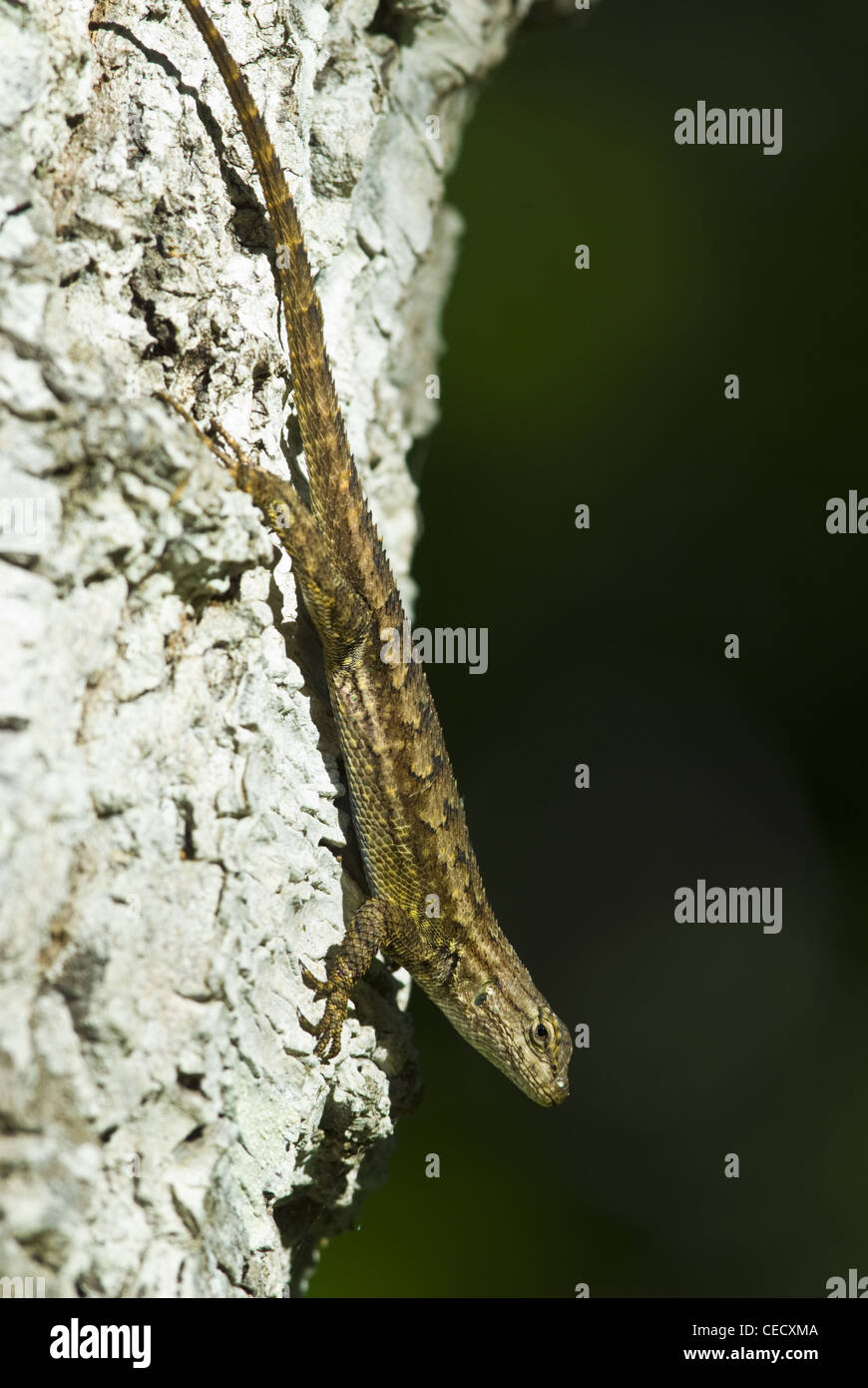 Sceloporus occidentalis bocourtii -Fotos und -Bildmaterial in hoher ...