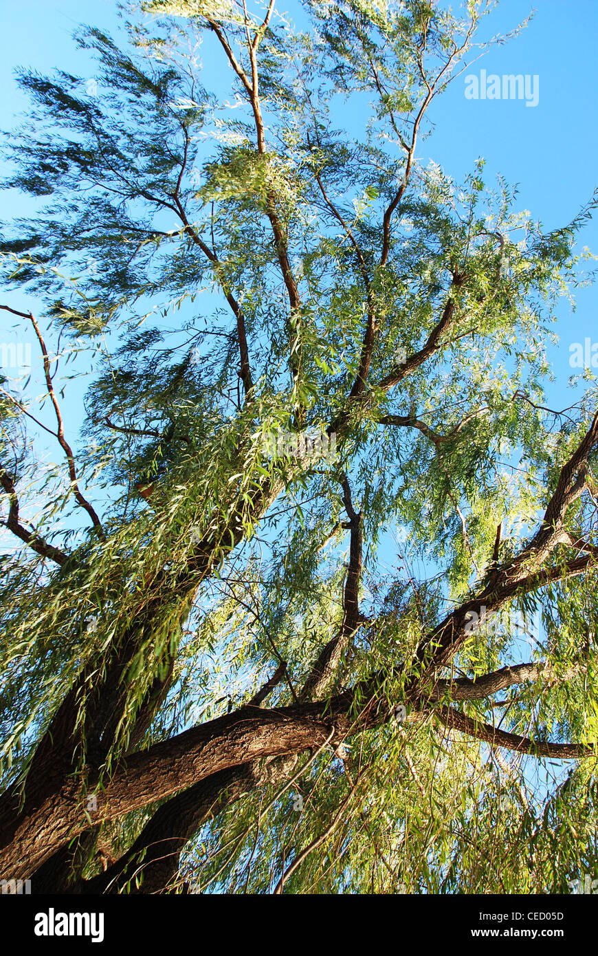 Weidenbaum garten -Fotos und -Bildmaterial in hoher Auflösung – Alamy