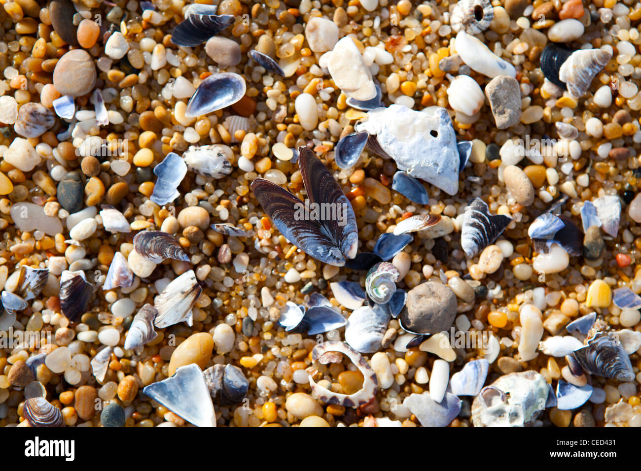 Muscheln und sand hintergrund -Fotos und -Bildmaterial in hoher ...