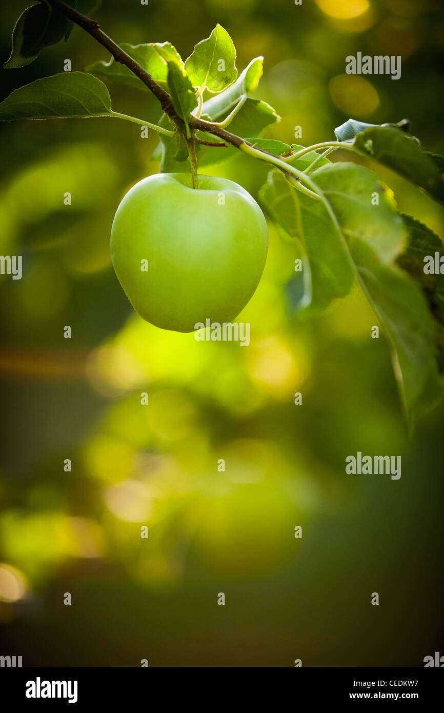 Apple growing -Fotos und -Bildmaterial in hoher Auflösung – Alamy