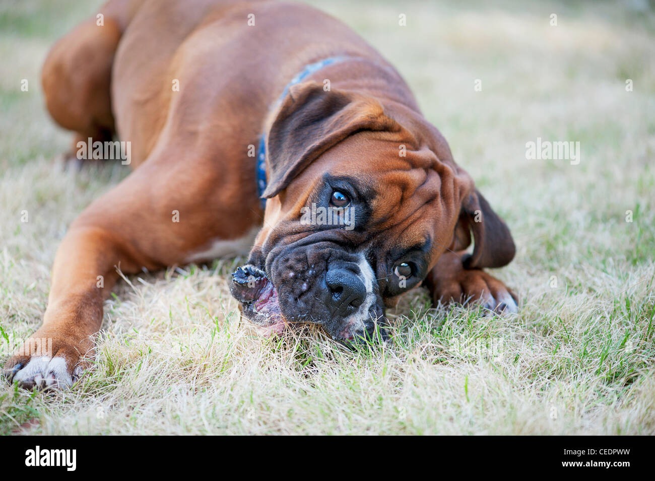 Hund liegt gras -Fotos und -Bildmaterial in hoher Auflösung – Alamy