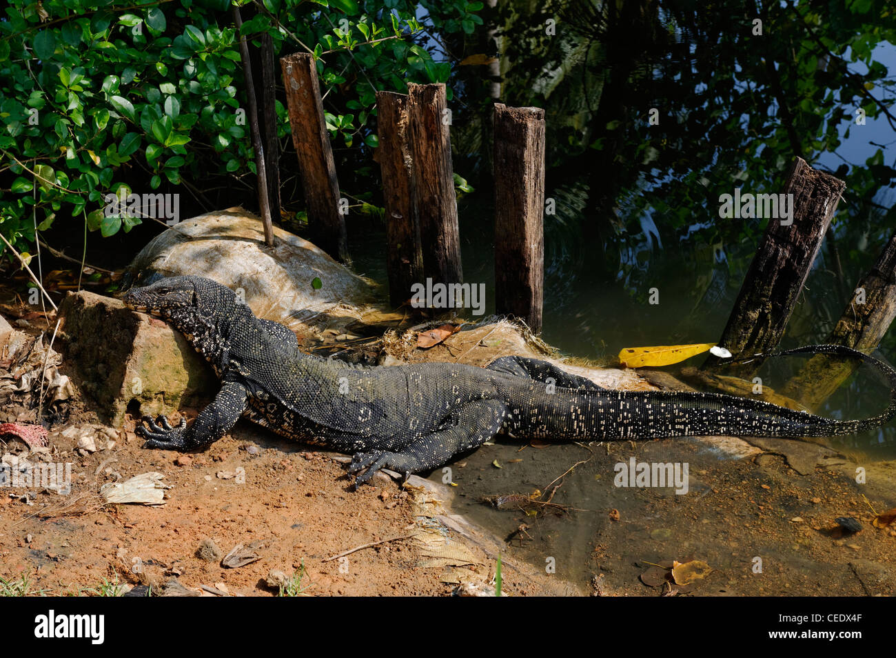 Wasser-Waran in Sri Lanka, Varanus Salvator von Wasser Stockfotografie ...