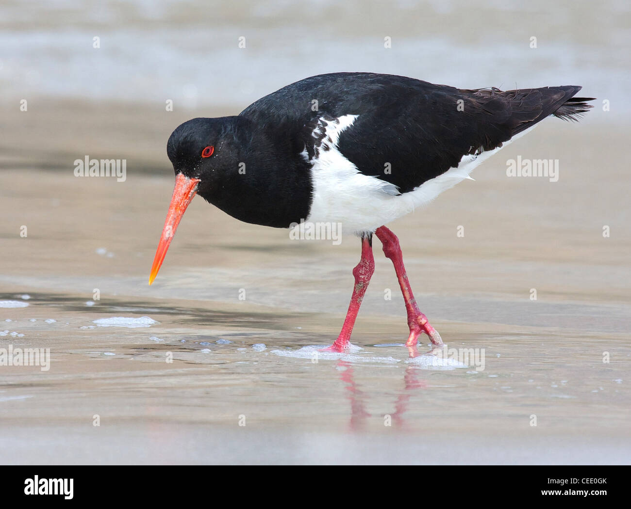 Australischer vogel am strand -Fotos und -Bildmaterial in hoher ...
