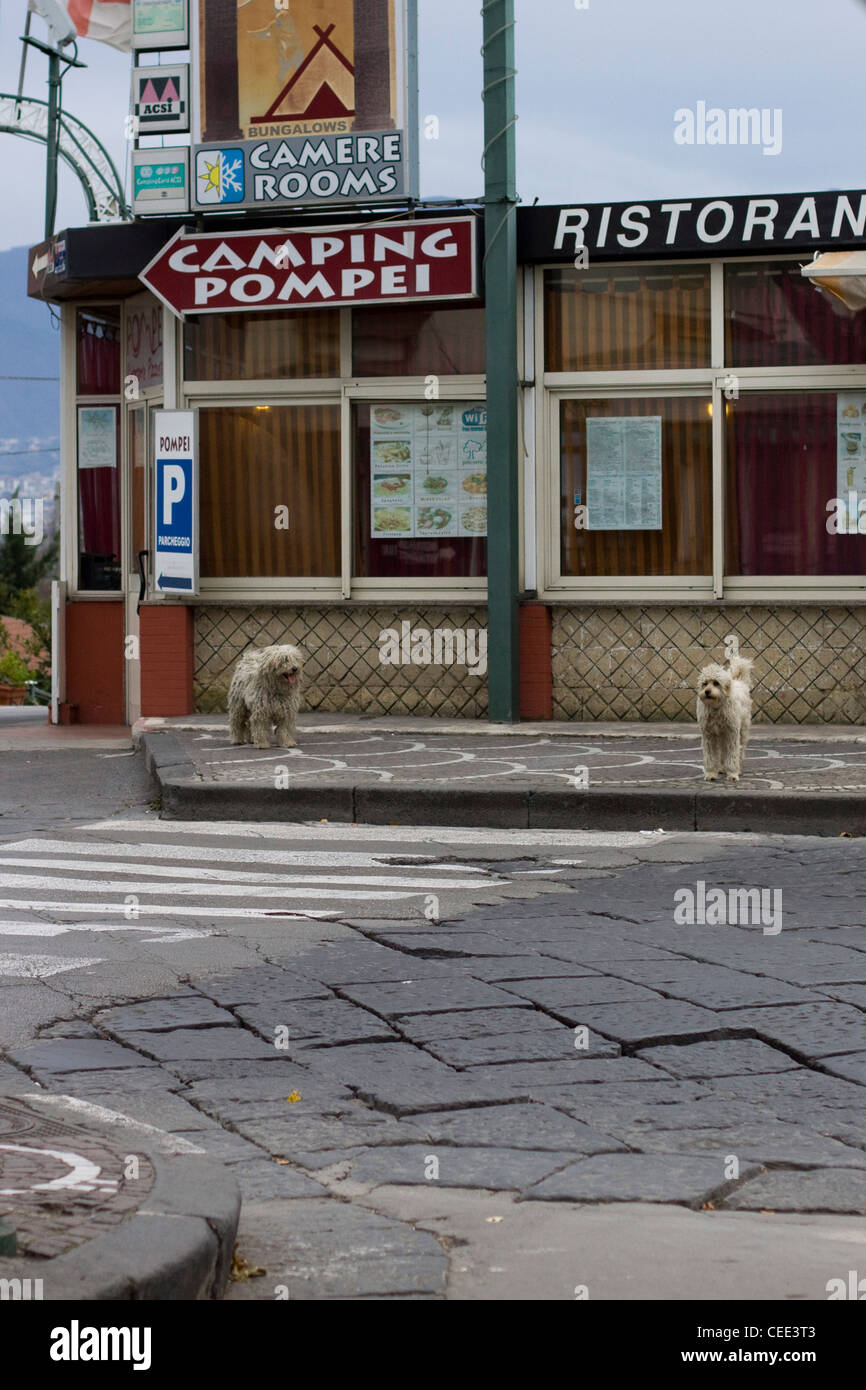 Freilebenden Hunde warten auf eine viel befahrenen Straße in Pompeji ...