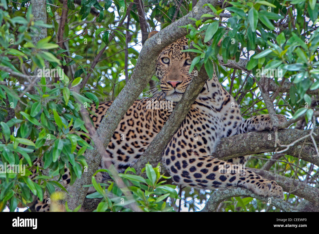 Leopard In Tree Stockfotos und -bilder Kaufen - Alamy