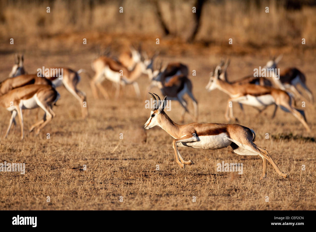 Springbock (Antidorcas Marsupialis): eine kleine Gazelle von braunen ...