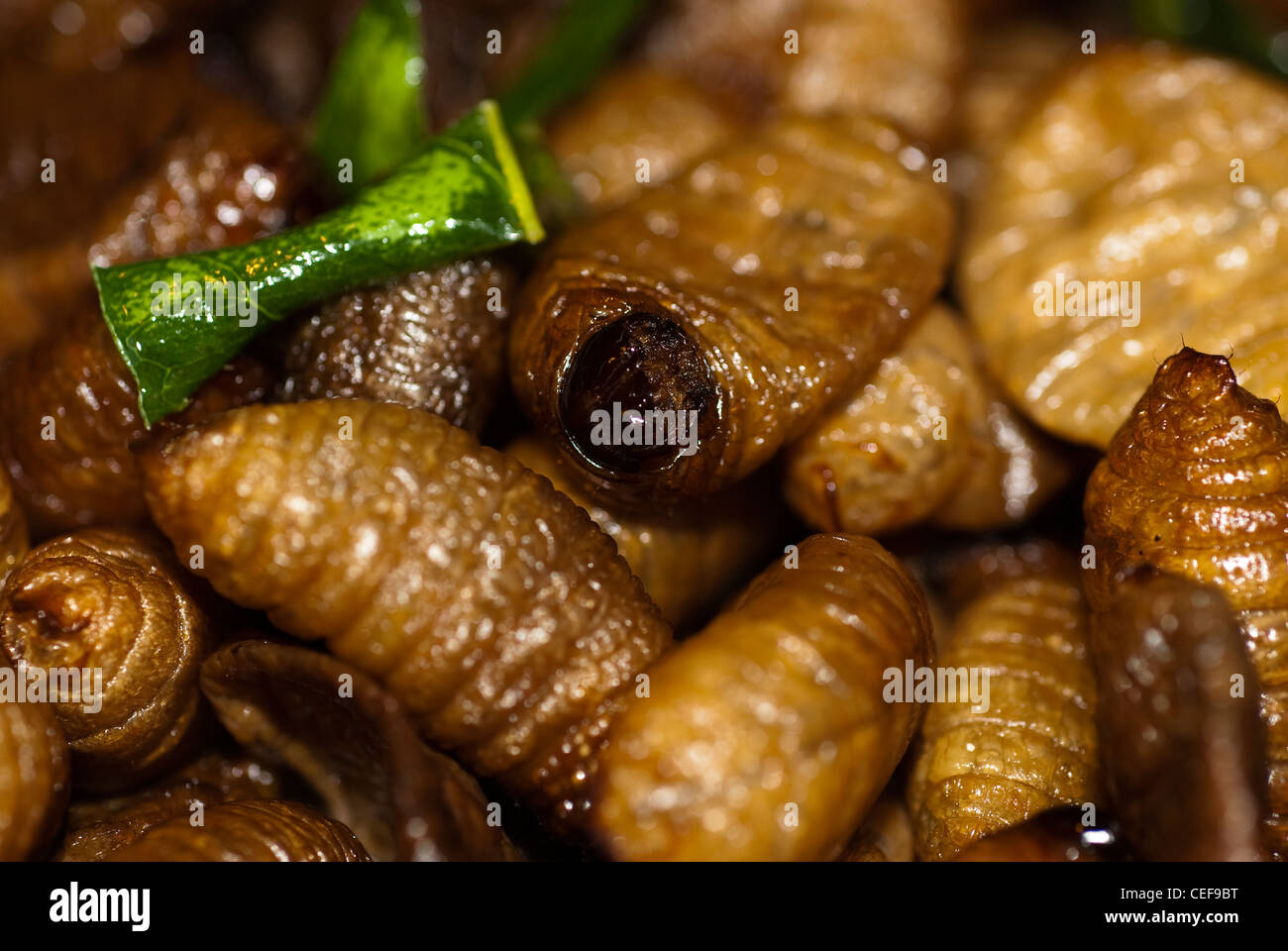 Insect food thailand -Fotos und -Bildmaterial in hoher Auflösung – Alamy