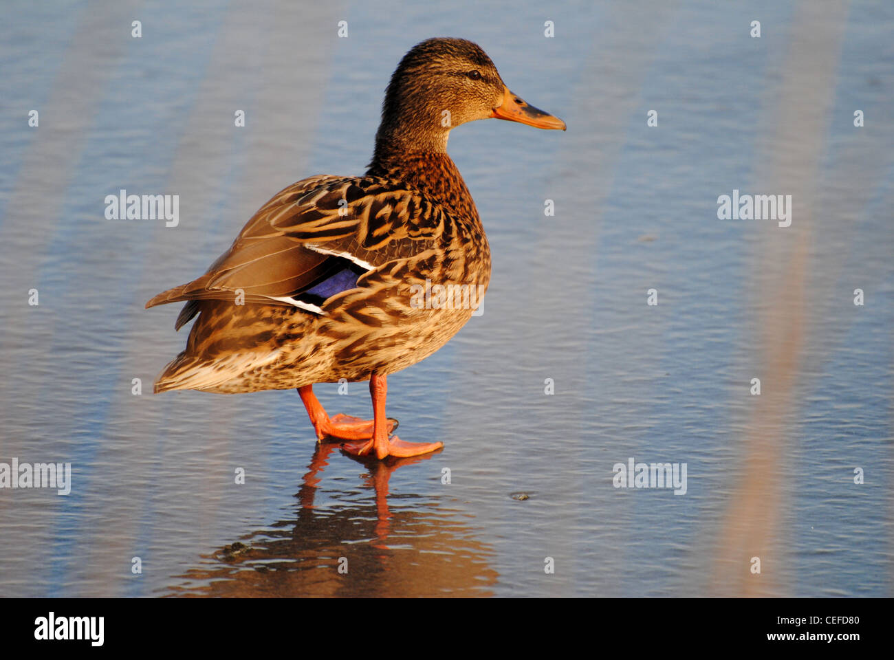 Gleitendes eis -Fotos und -Bildmaterial in hoher Auflösung – Alamy
