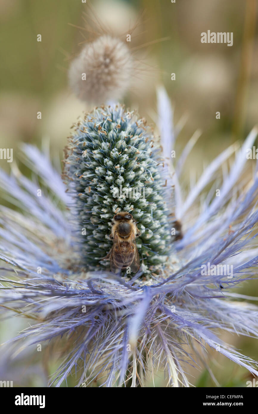 Eryngium x oliverianum -Fotos und -Bildmaterial in hoher Auflösung – Alamy