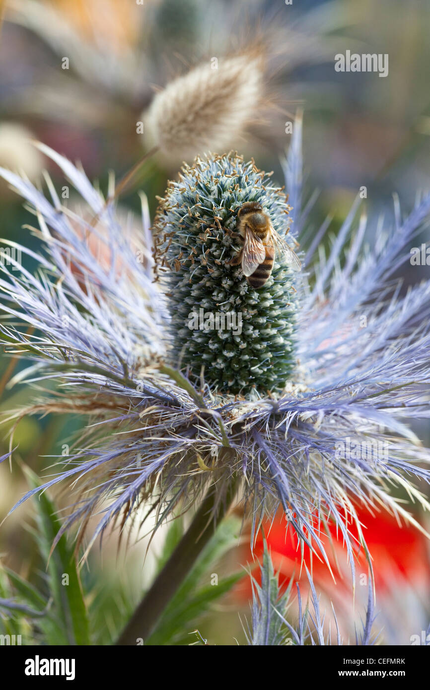 Eryngium x oliverianum -Fotos und -Bildmaterial in hoher Auflösung – Alamy