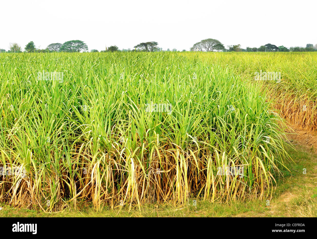 Mit zuckerrohr -Fotos und -Bildmaterial in hoher Auflösung – Alamy