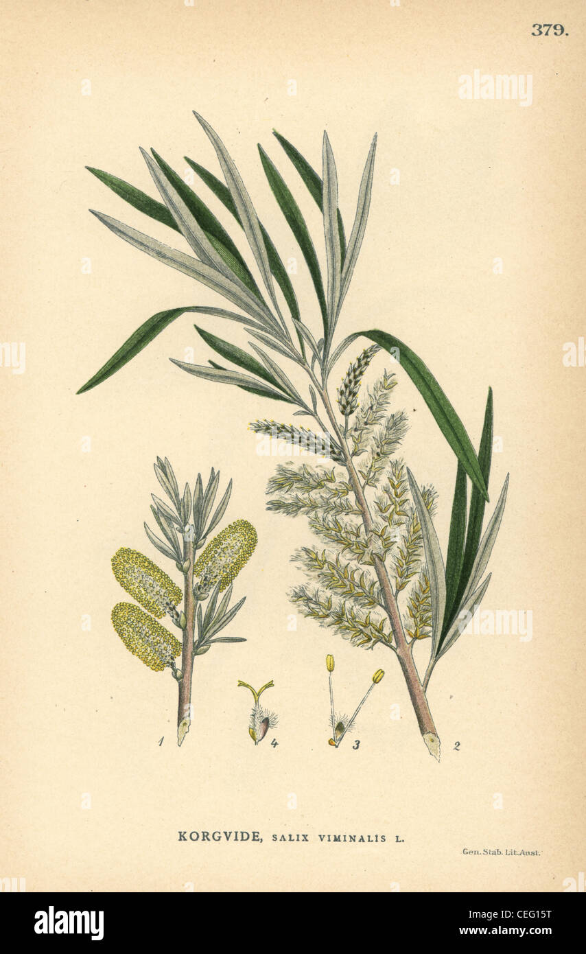 Salix korbweiden -Fotos und -Bildmaterial in hoher Auflösung – Alamy