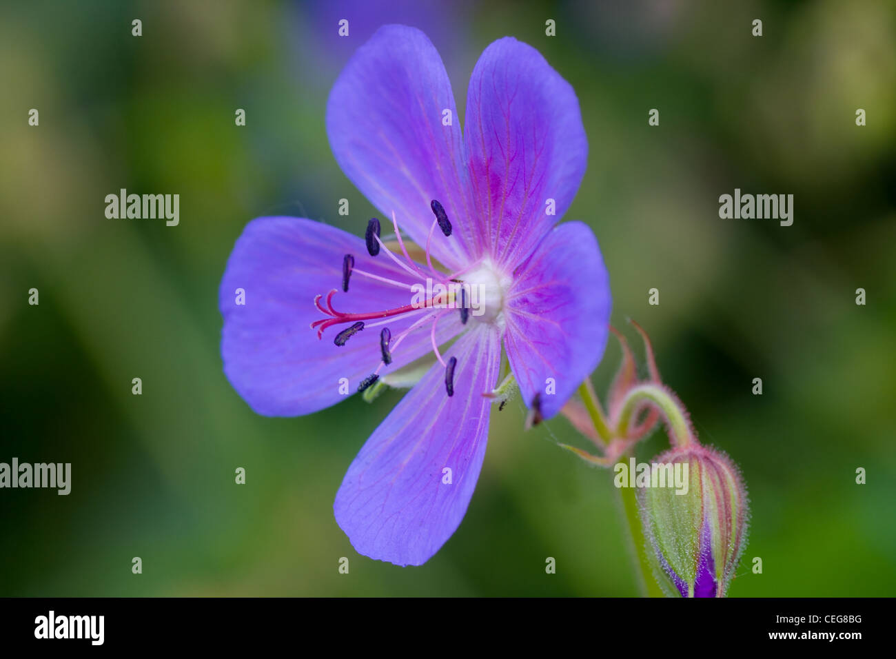 Wilde geranienblume -Fotos und -Bildmaterial in hoher Auflösung – Alamy