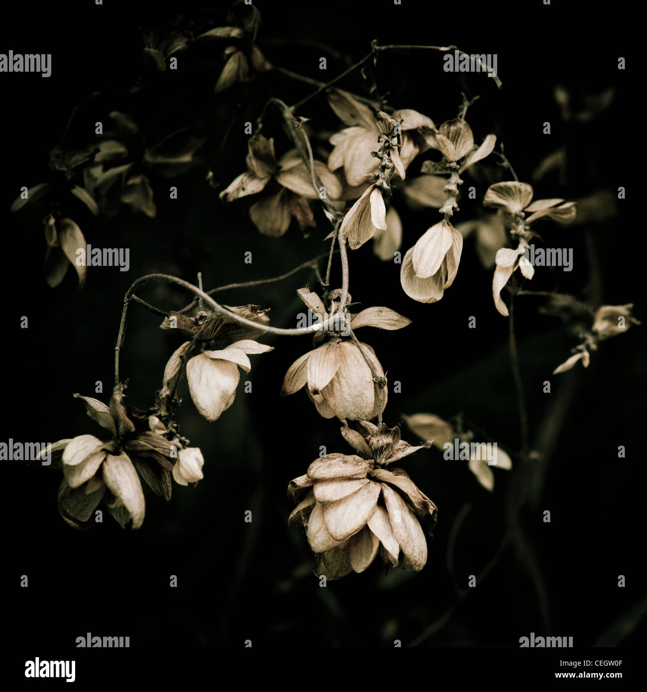 Welkende blumen -Fotos und -Bildmaterial in hoher Auflösung – Alamy