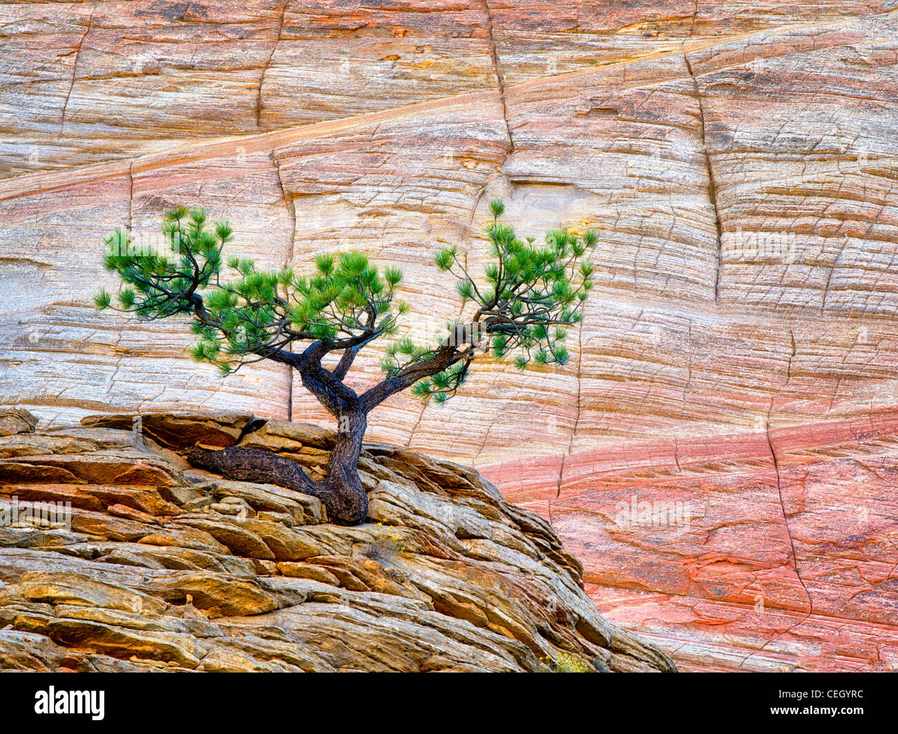 Ponderosa kiefernbonsai -Fotos und -Bildmaterial in hoher Auflösung – Alamy