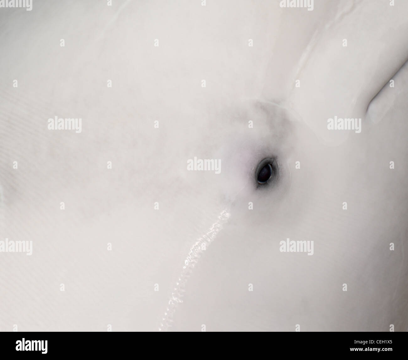 Wal auge -Fotos und -Bildmaterial in hoher Auflösung – Alamy