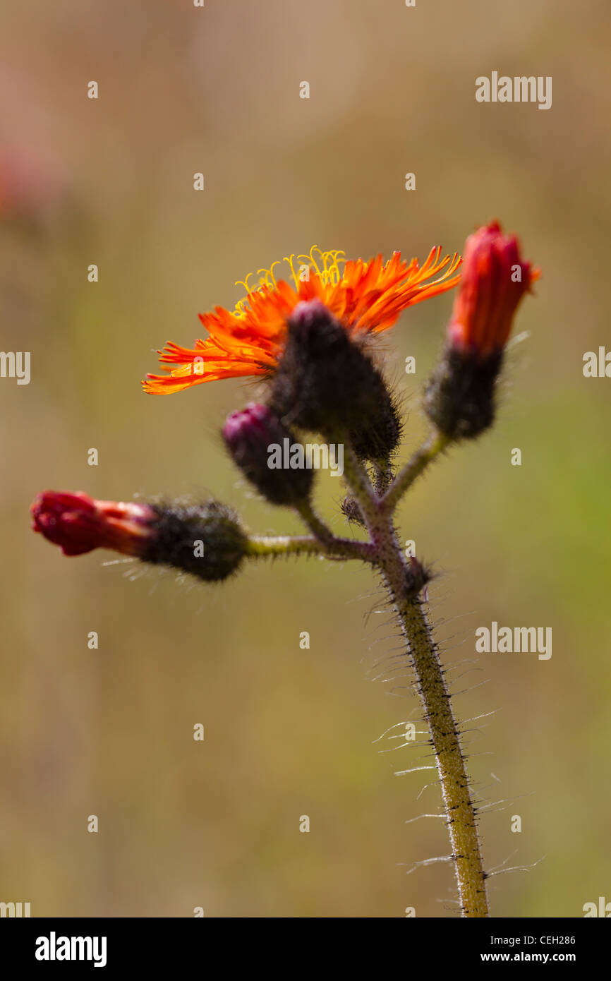 Grim the collier -Fotos und -Bildmaterial in hoher Auflösung – Alamy