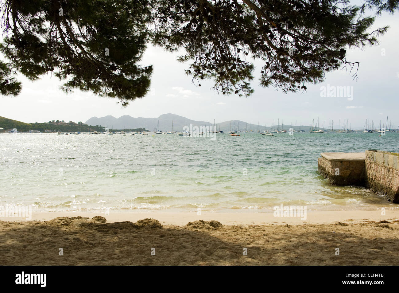 Pine Walk, Puerto Pollensa, Mallorca Stockfotografie - Alamy