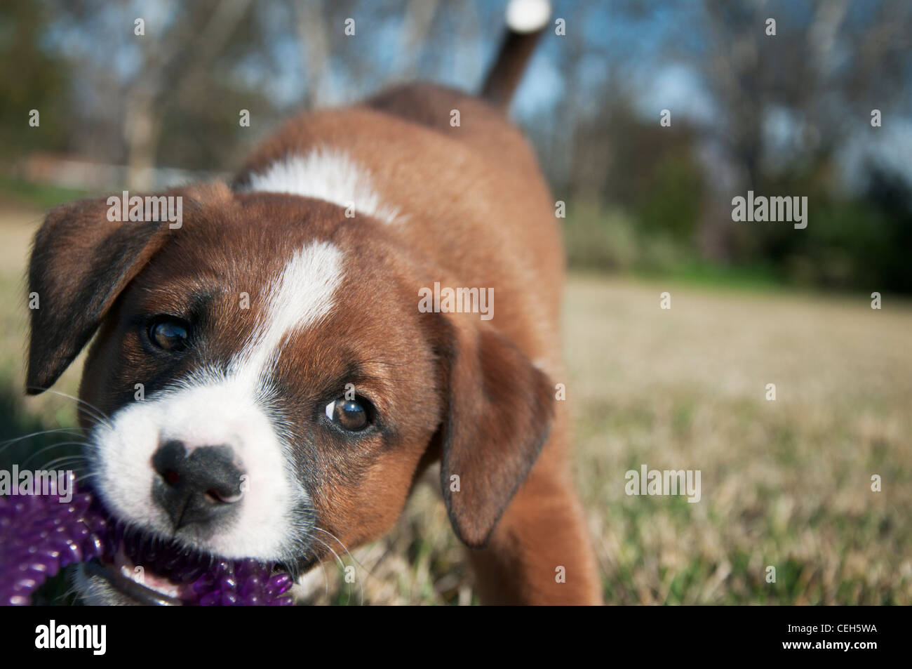 Bernard labrador mix -Fotos und -Bildmaterial in hoher Auflösung – Alamy