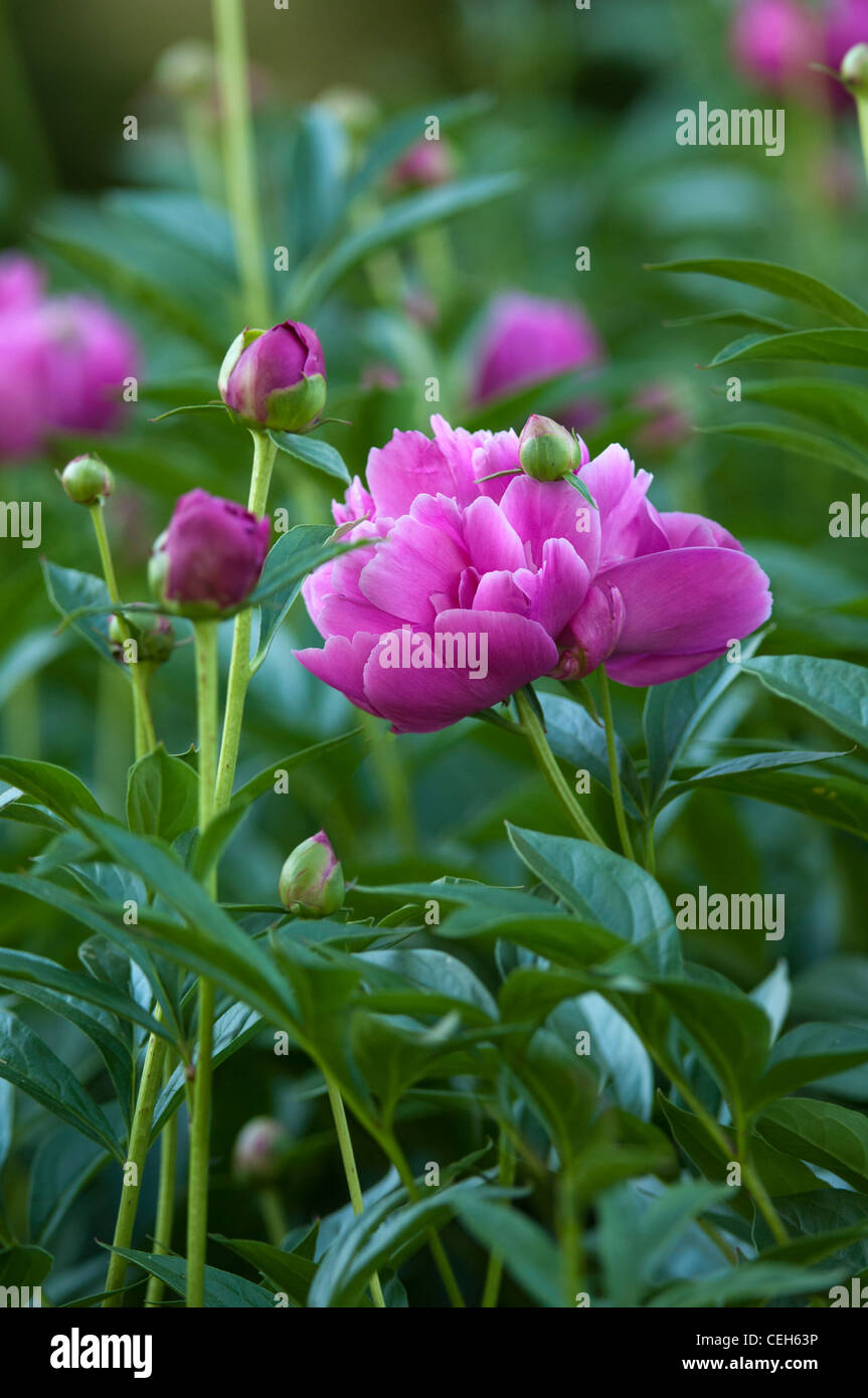 Pfingstrose Blumen Stockfotos und -bilder Kaufen - Alamy