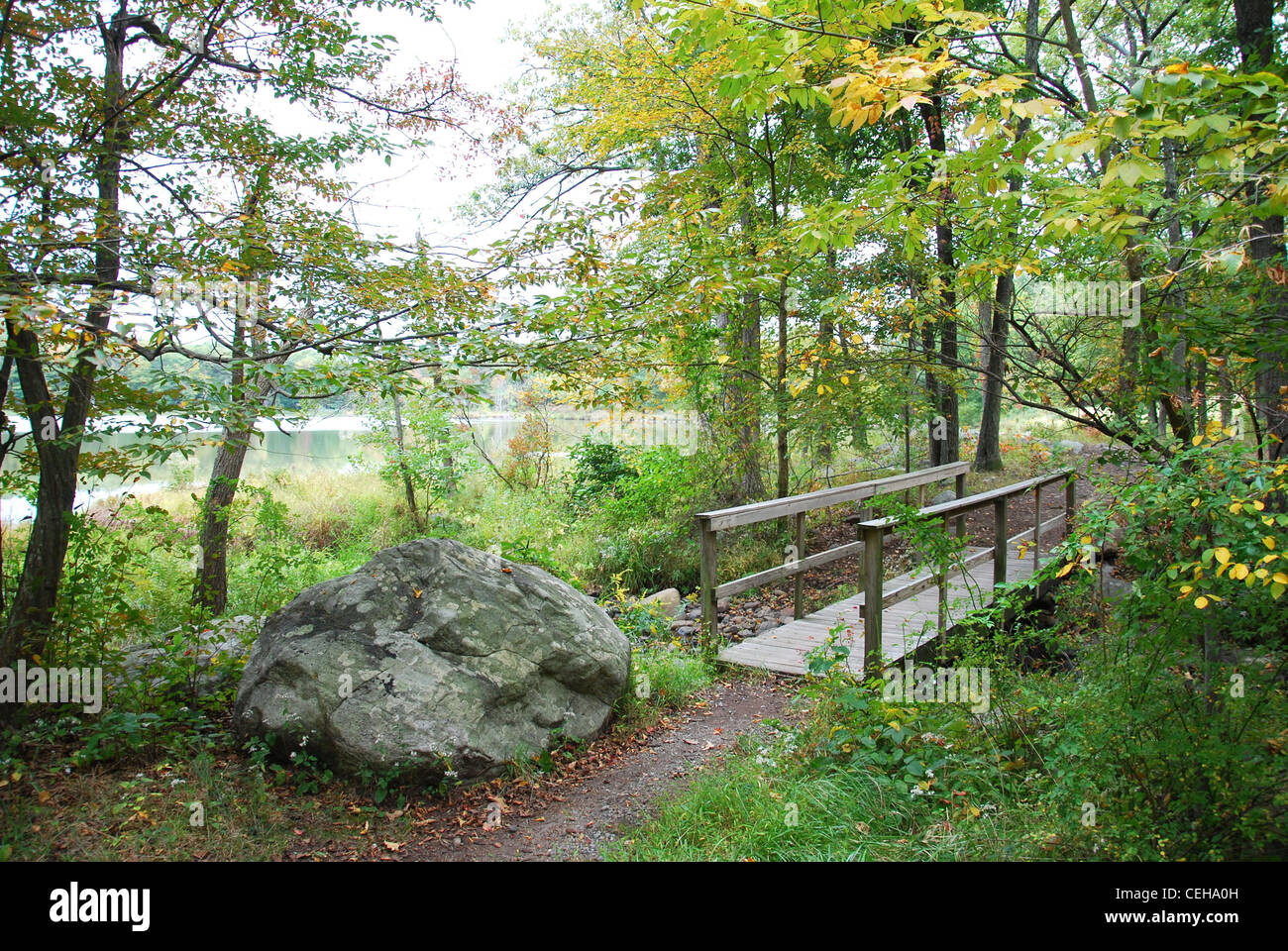 Sommer baum -Fotos und -Bildmaterial in hoher Auflösung – Alamy
