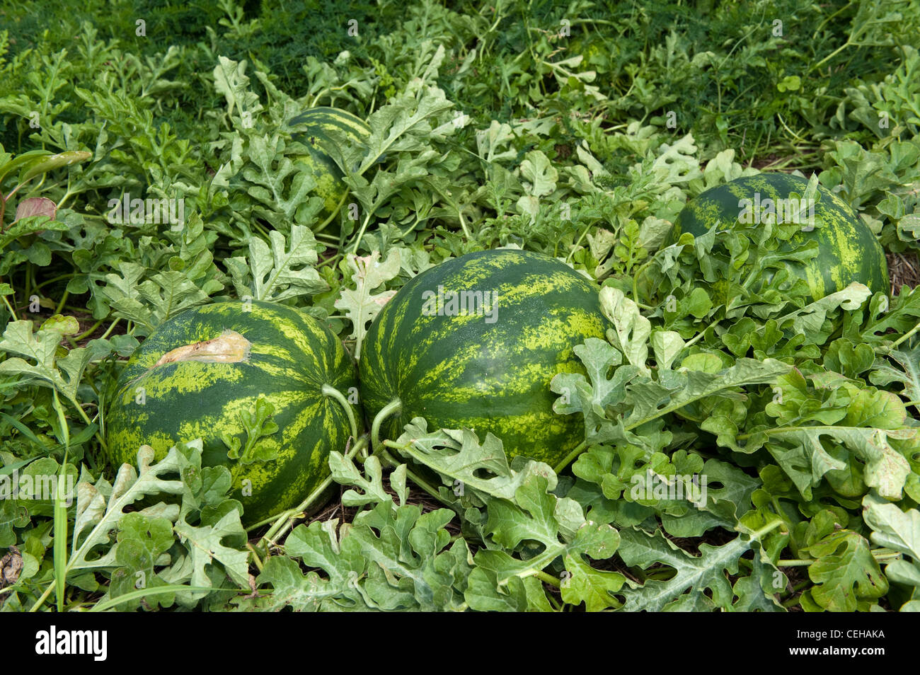Bio-Wassermelonen wachsen in Feld, Pennsylvania, USA. (Citrullus ...