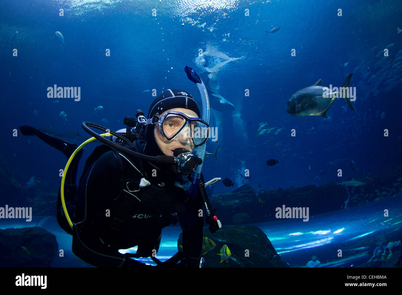 Georgia aquarium taucher -Fotos und -Bildmaterial in hoher Auflösung ...