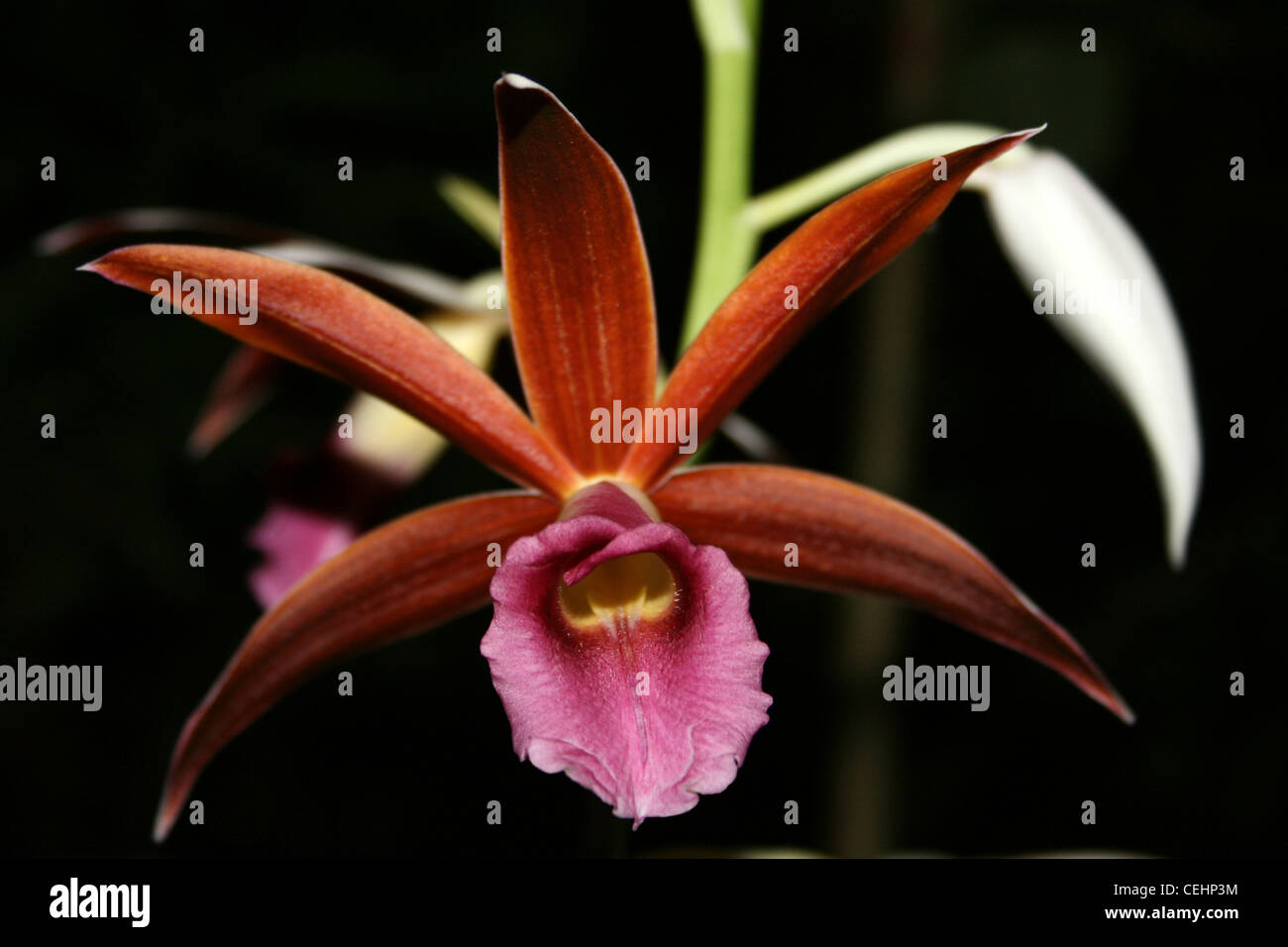 Orchideen Aus Costa Rica Stockfotos und -bilder Kaufen - Alamy