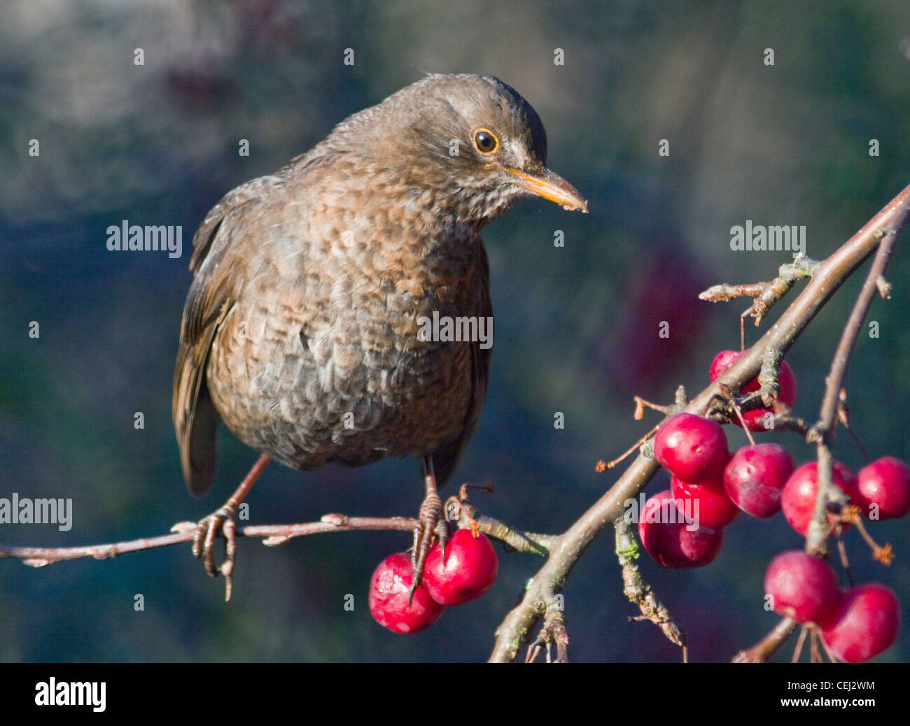 Weibliche Amsel (Turdus Merula) Malus Red Sentinel Tree (ornamentale ...