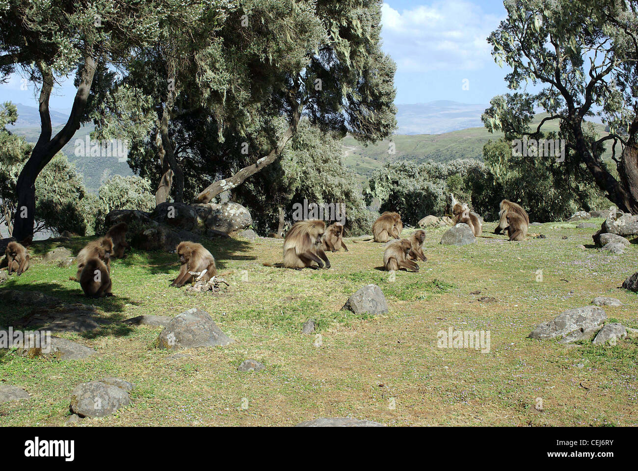 Paviane im wald -Fotos und -Bildmaterial in hoher Auflösung – Alamy