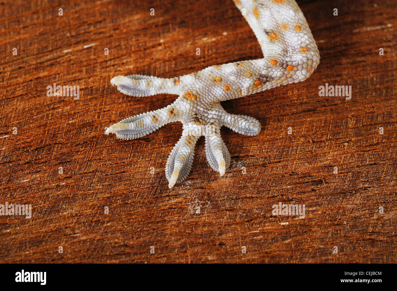 Med gecko Stockfotos und -bilder Kaufen - Alamy
