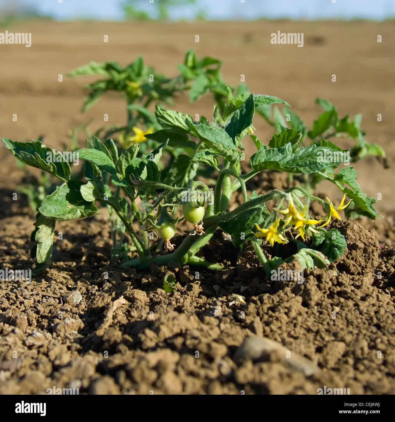 Processing Tomato Field Stockfotos und -bilder Kaufen - Alamy