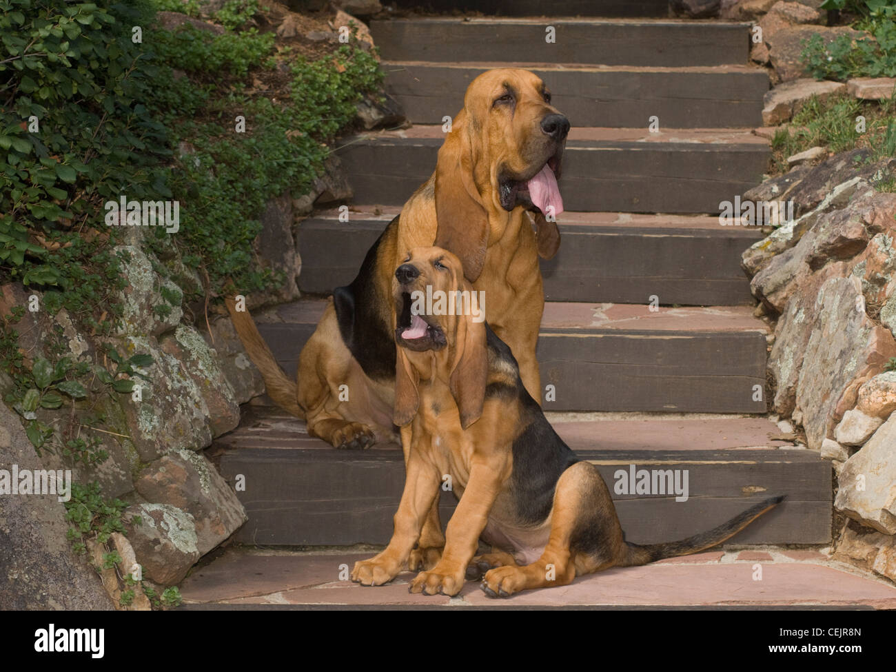 Der bluthund -Fotos und -Bildmaterial in hoher Auflösung – Alamy