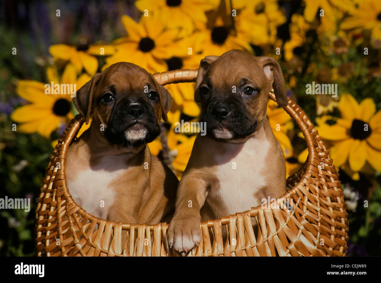 Boxer pup -Fotos und -Bildmaterial in hoher Auflösung – Alamy