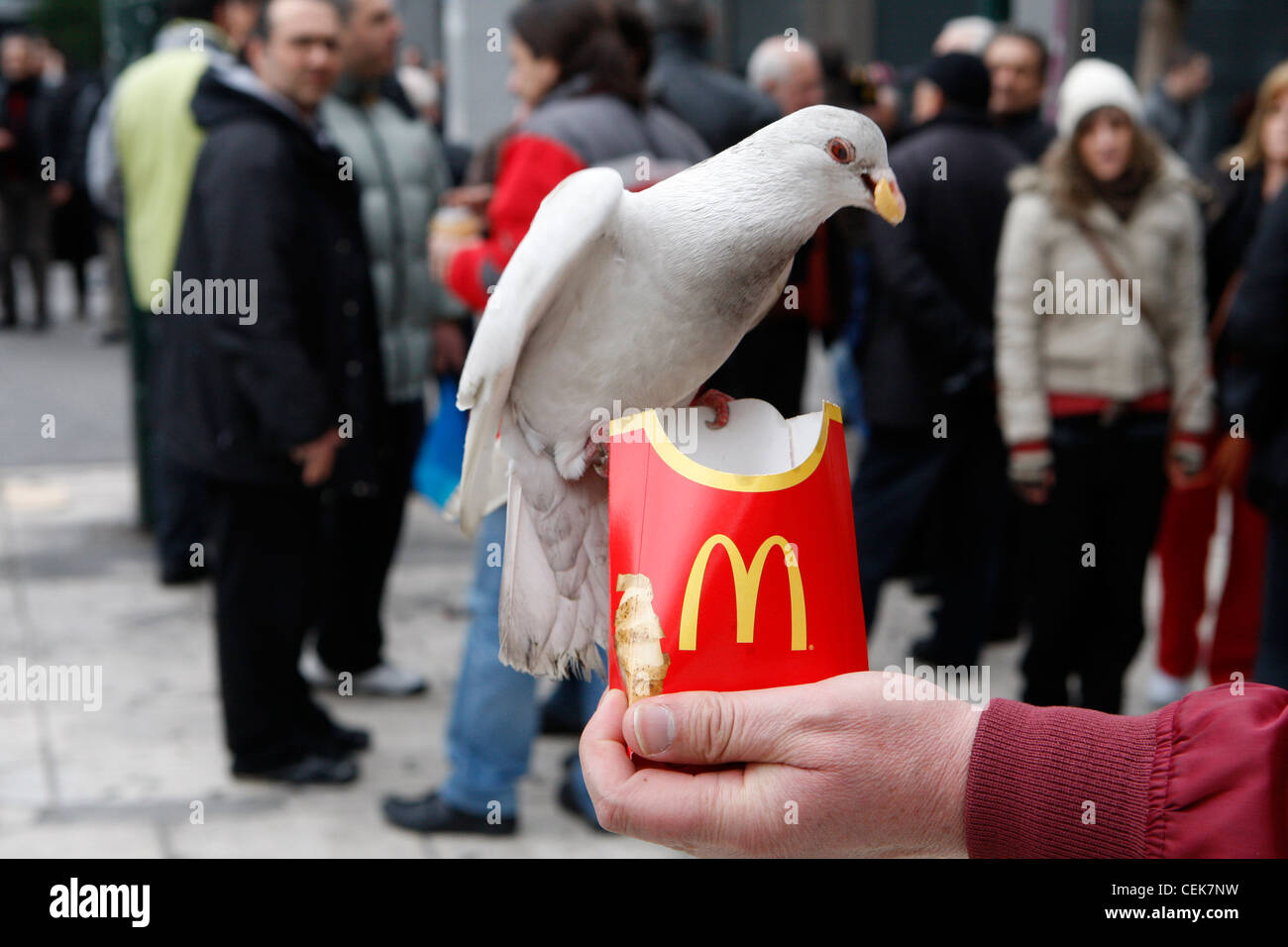 Taube essen -Fotos und -Bildmaterial in hoher Auflösung – Alamy