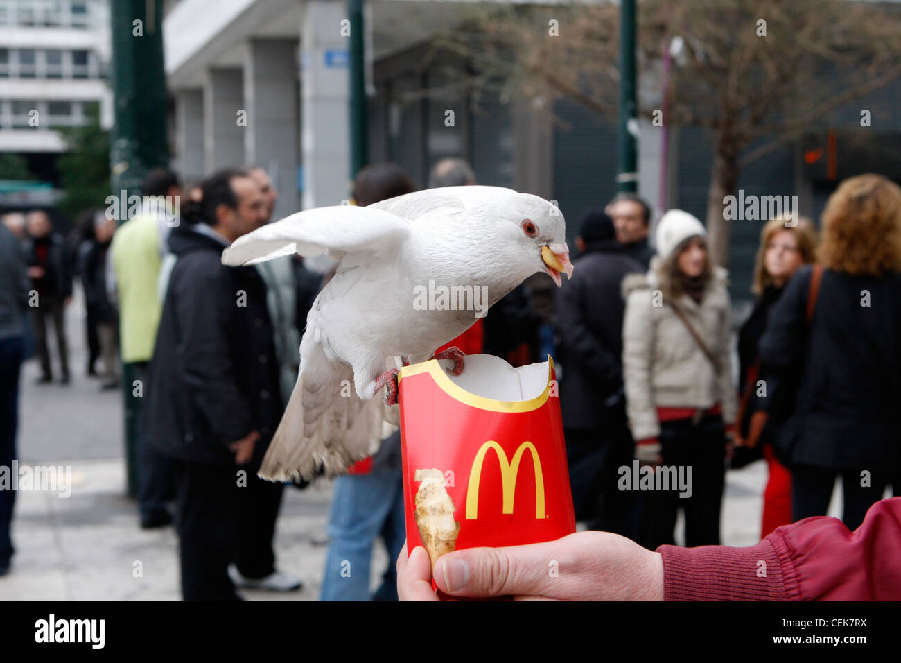 Taube essen -Fotos und -Bildmaterial in hoher Auflösung – Alamy
