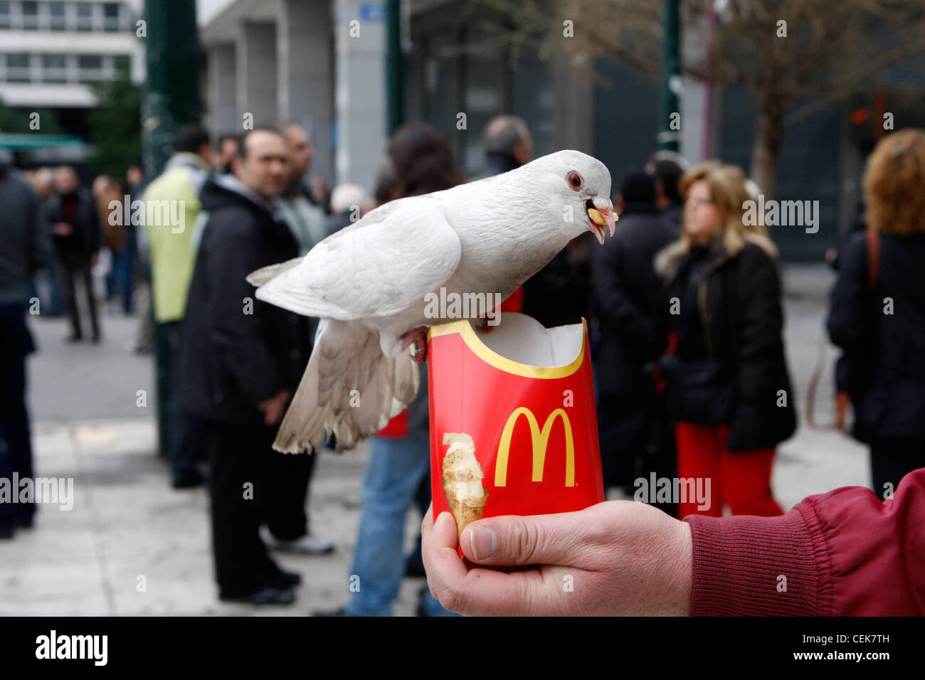 Eine Taube Essen MacDonalds Stockfotografie - Alamy