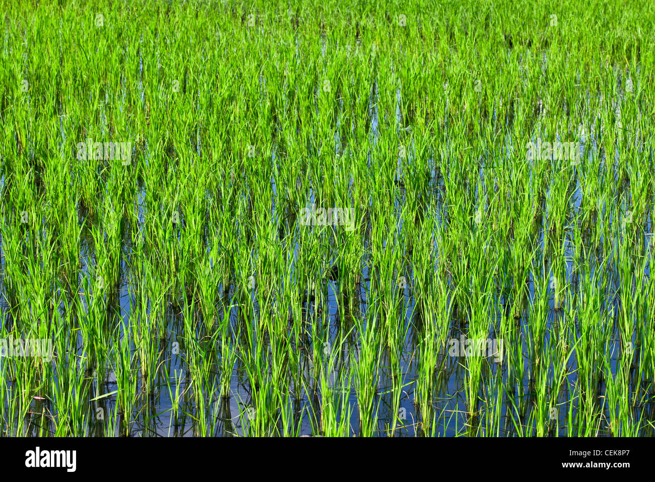 Reisanbau in Reisfeld in Laos Stockfotografie - Alamy