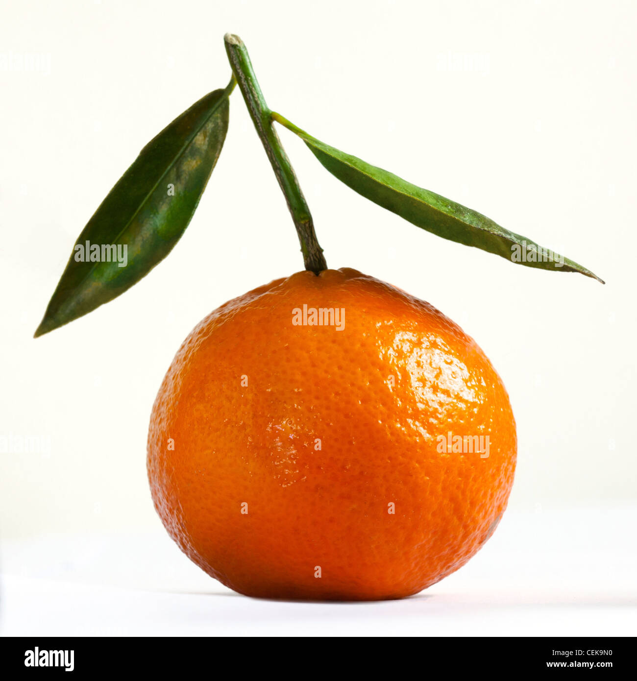 Valencia orange blossom -Fotos und -Bildmaterial in hoher Auflösung – Alamy