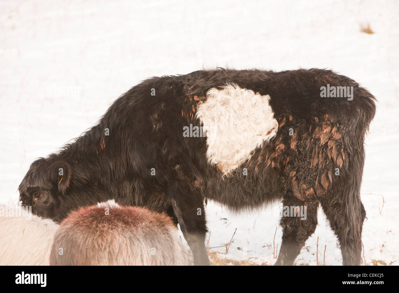 Belted Galloway Kuh mit einer Herzform in sein Fell im Schnee auf ...