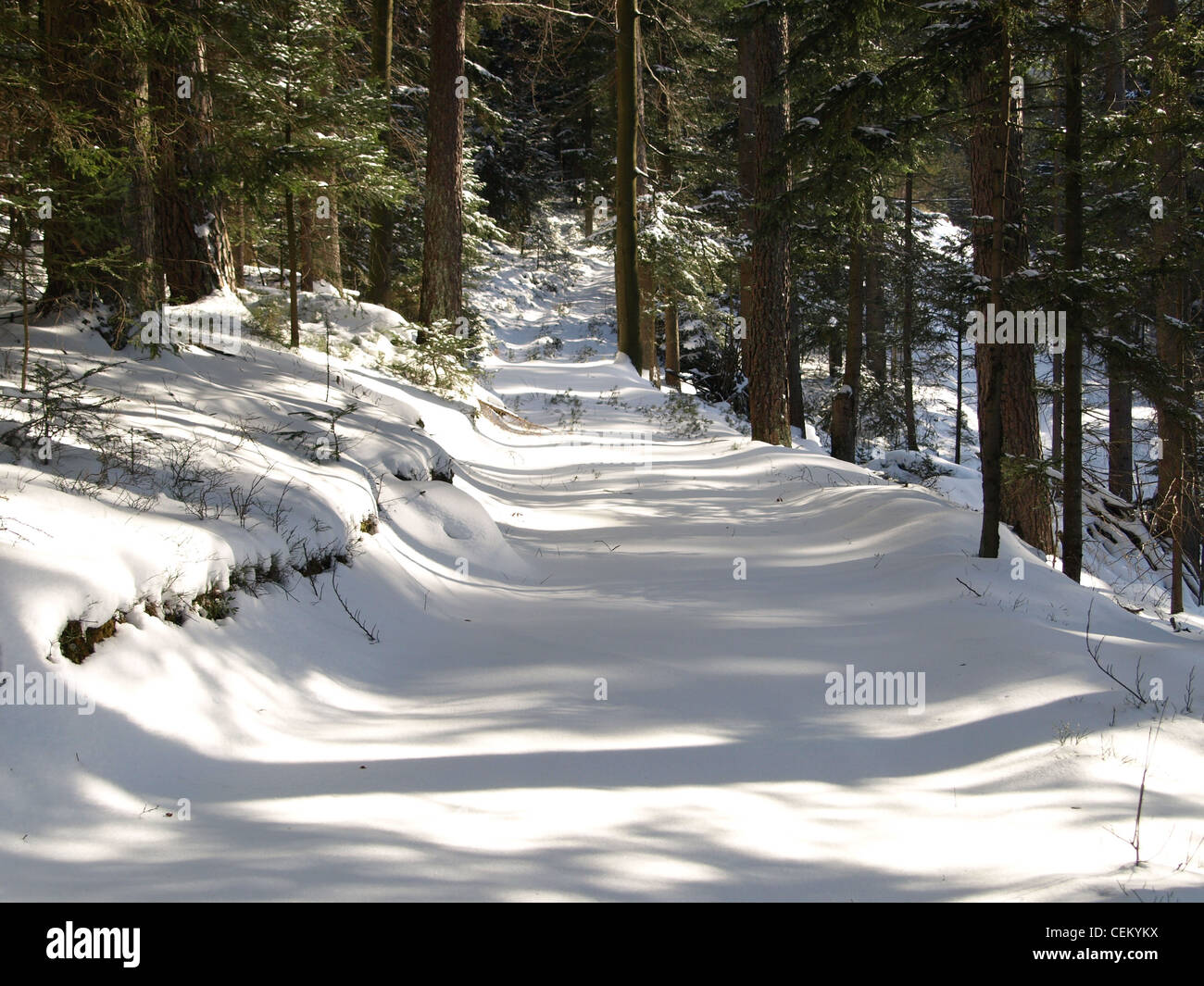 Verschiedner waldweg -Fotos und -Bildmaterial in hoher Auflösung – Alamy