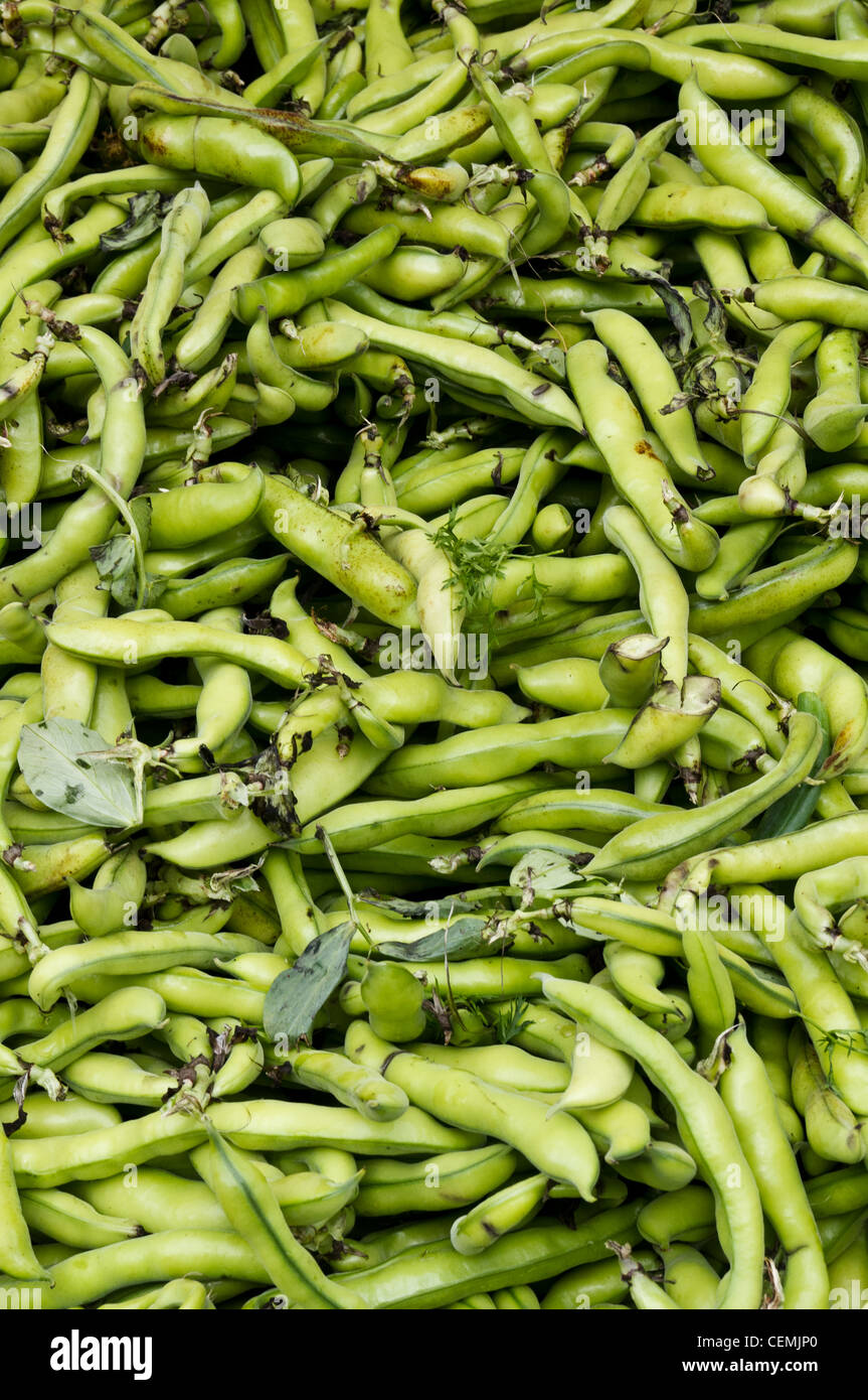 Fava Bohnen auf dem Display auf dem Bauernmarkt Stockfotografie - Alamy