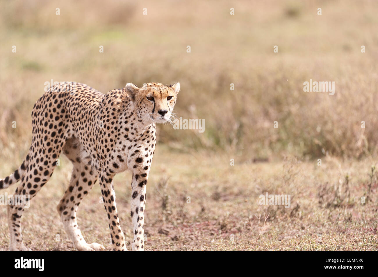 Jagd stalking -Fotos und -Bildmaterial in hoher Auflösung – Alamy