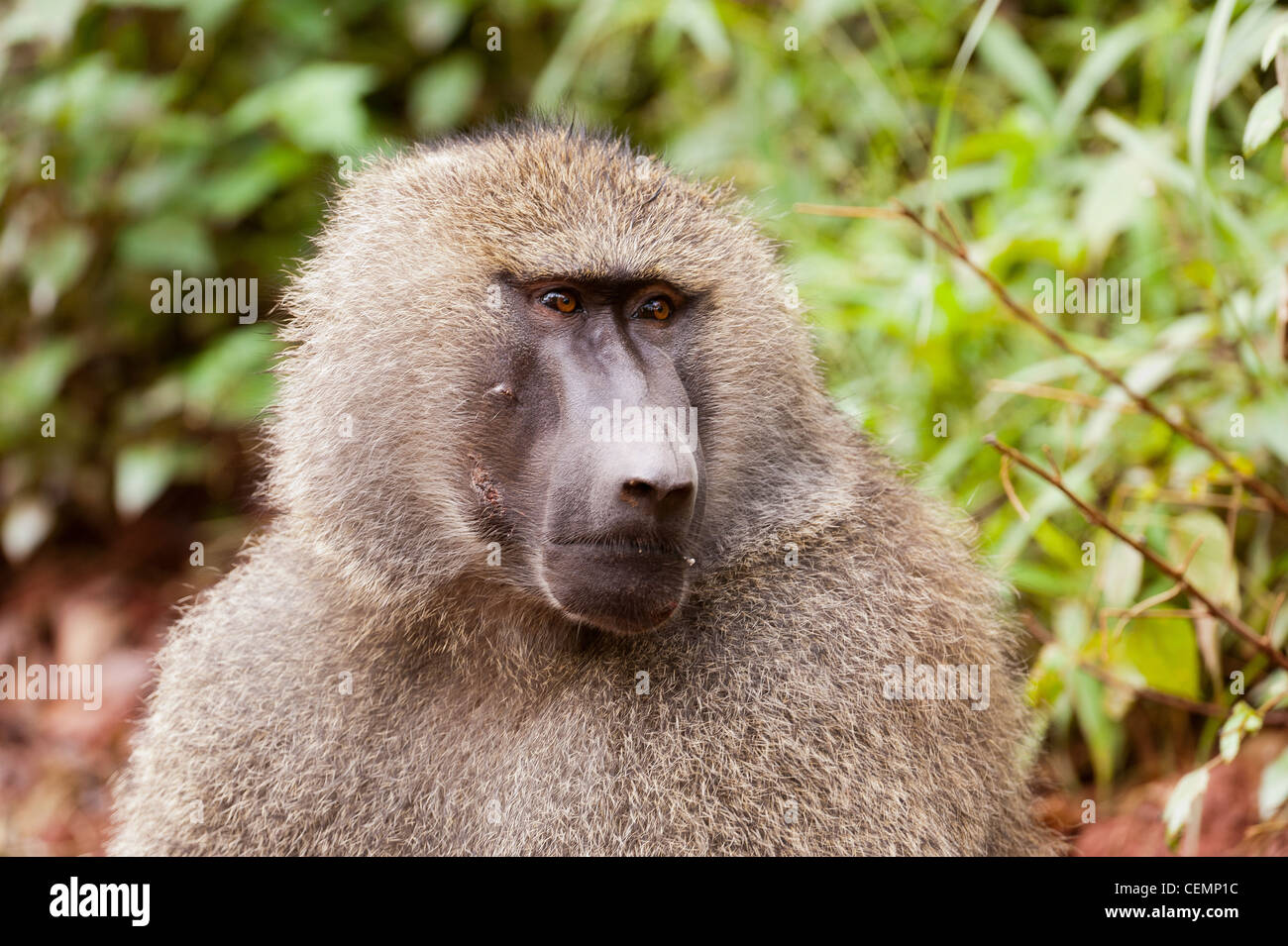 Männlich pavian -Fotos und -Bildmaterial in hoher Auflösung – Alamy