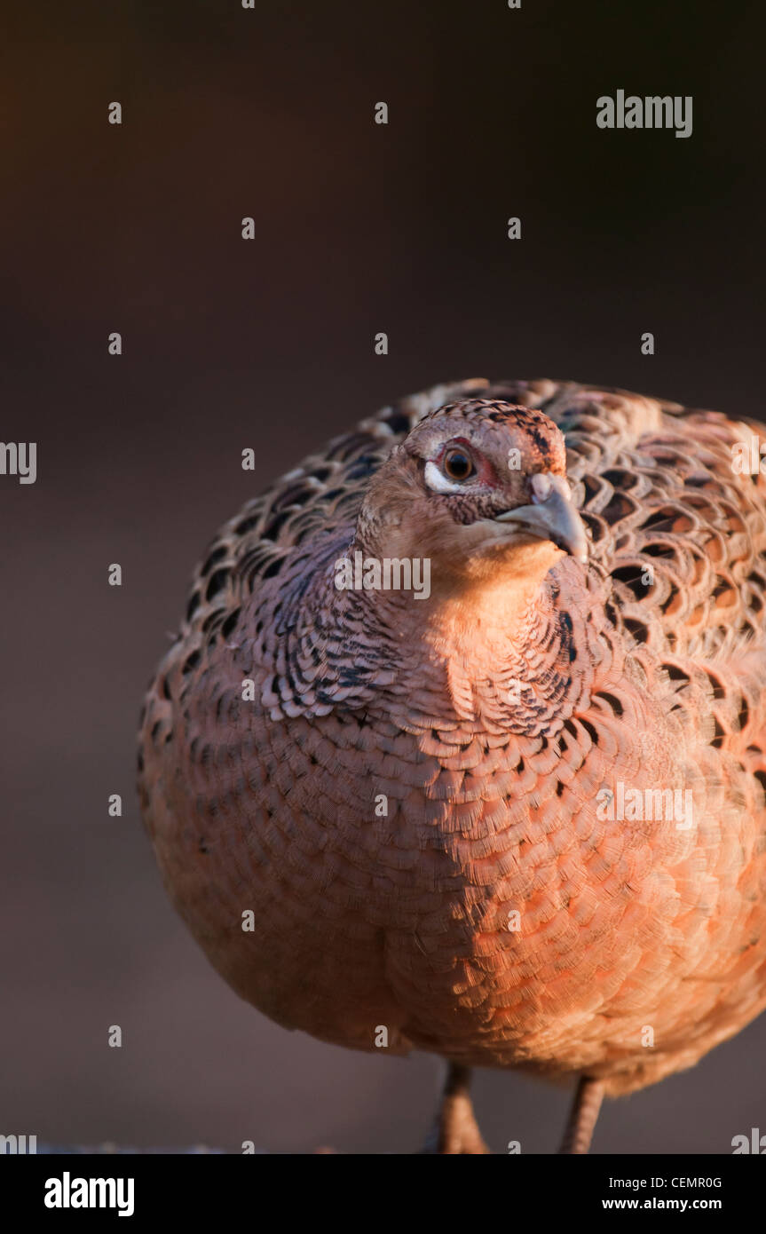 Weiblicher fasan -Fotos und -Bildmaterial in hoher Auflösung – Alamy