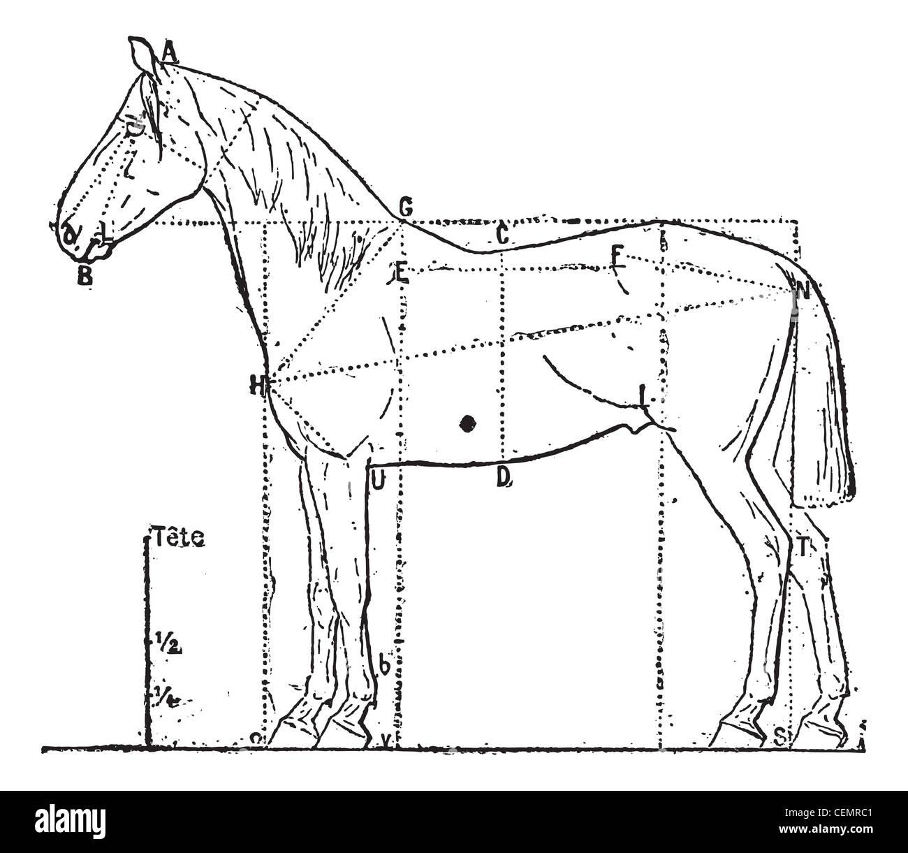 Pferd Anatomie Stockfotos und -bilder Kaufen - Alamy
