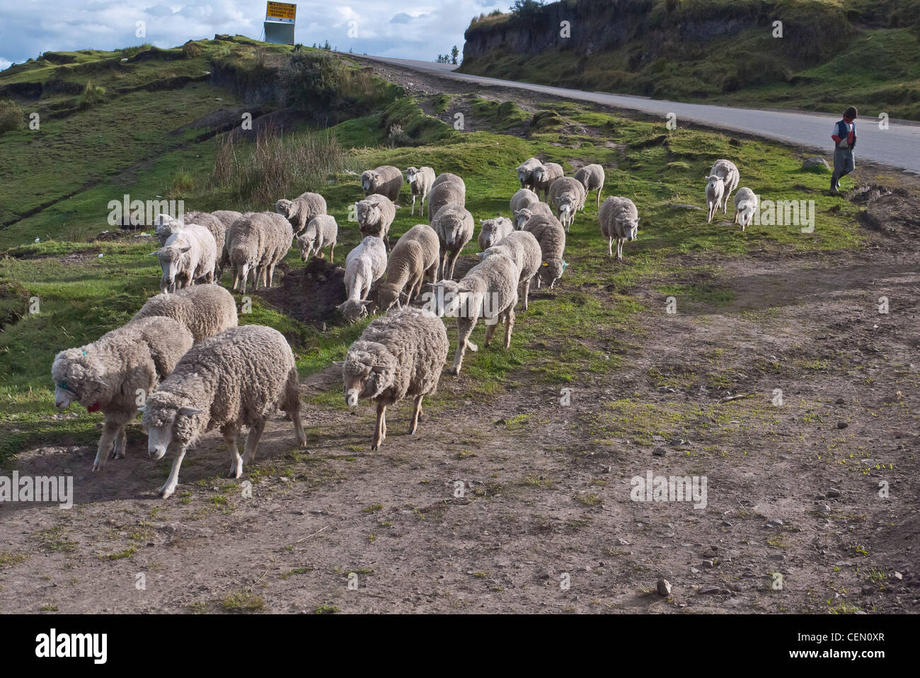 Schafhirte und schafe -Fotos und -Bildmaterial in hoher Auflösung – Alamy