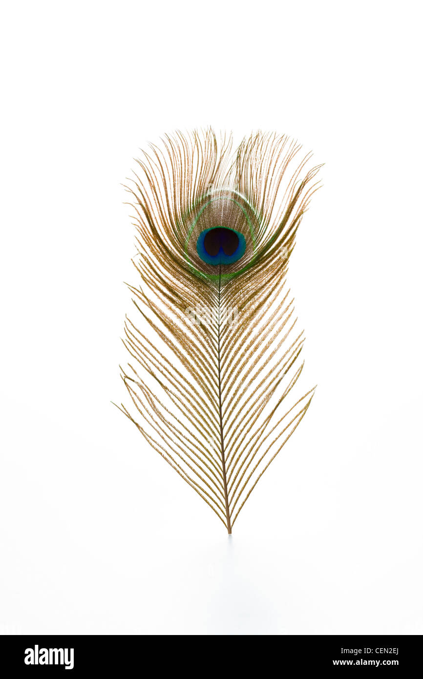 Die pfauenfeder -Fotos und -Bildmaterial in hoher Auflösung – Alamy
