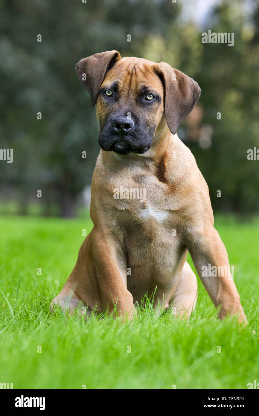 Welpe boerboel -Fotos und -Bildmaterial in hoher Auflösung – Alamy